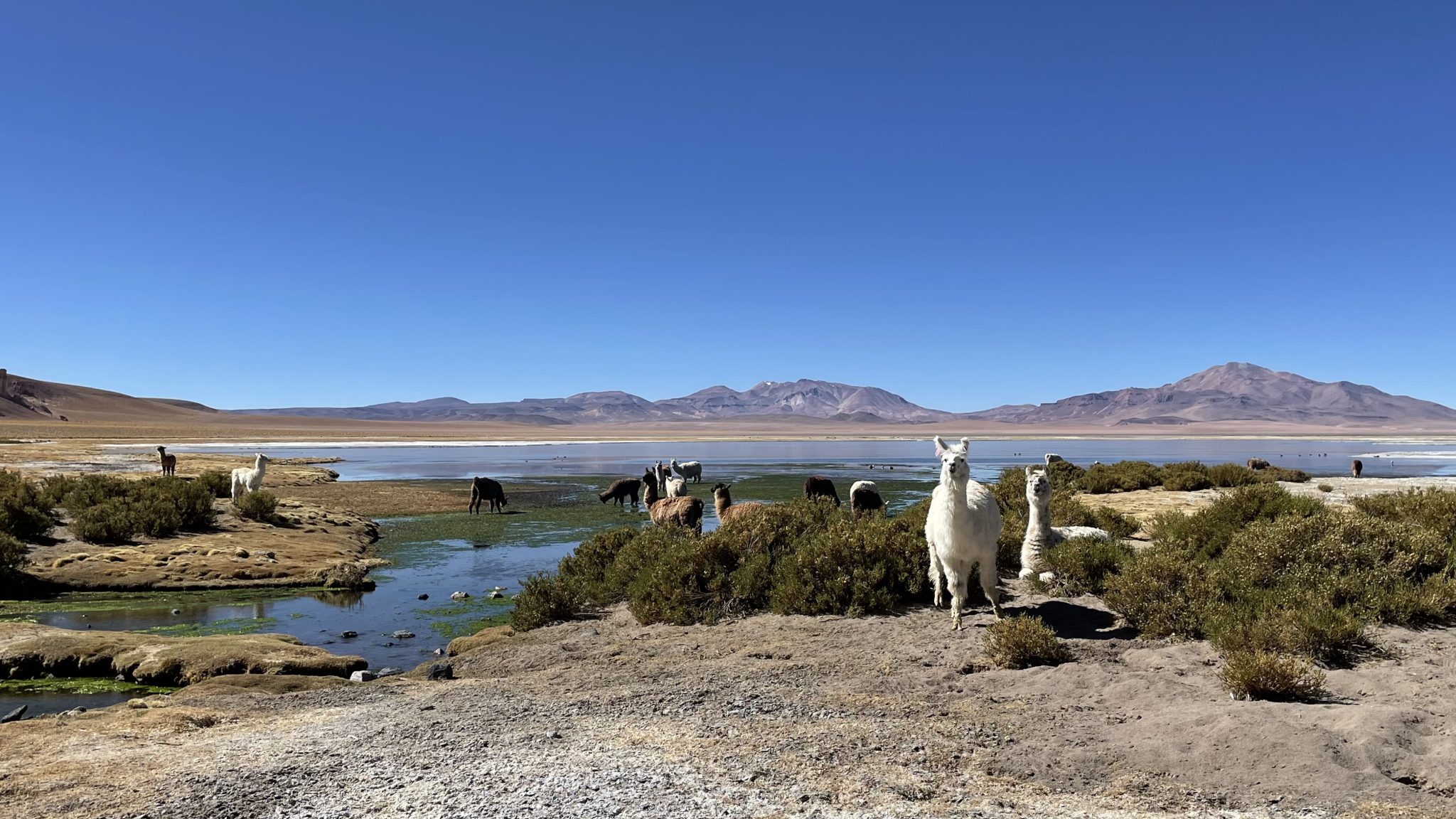 Salar de Tara: Integrantes de OPSAL muestran preocupación por proyectos ...