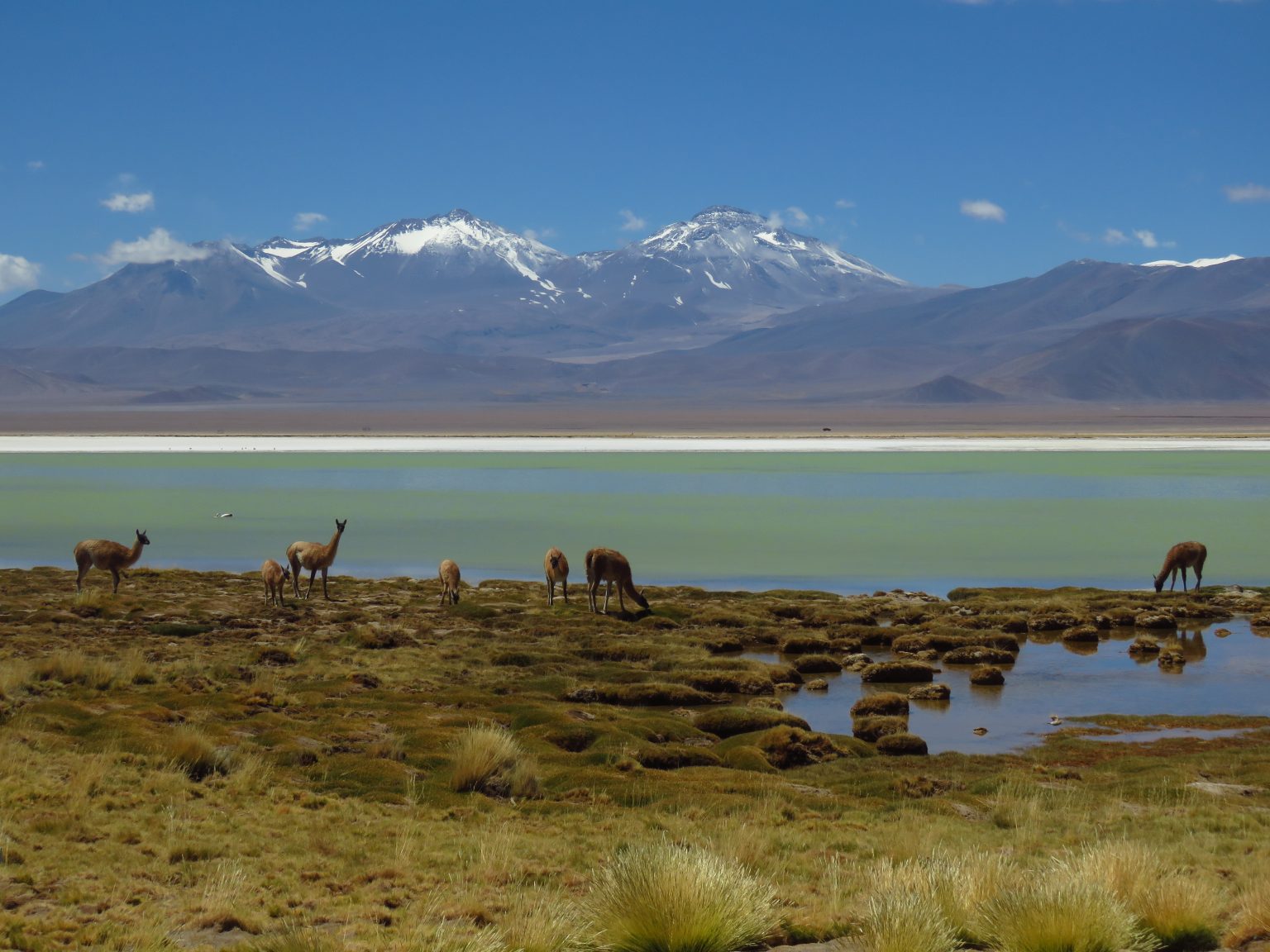 Colla communities want to prevent Maricunga salt flat from becomingthe ...